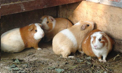 Markapacha: El Cuy (Cavia porcellus)