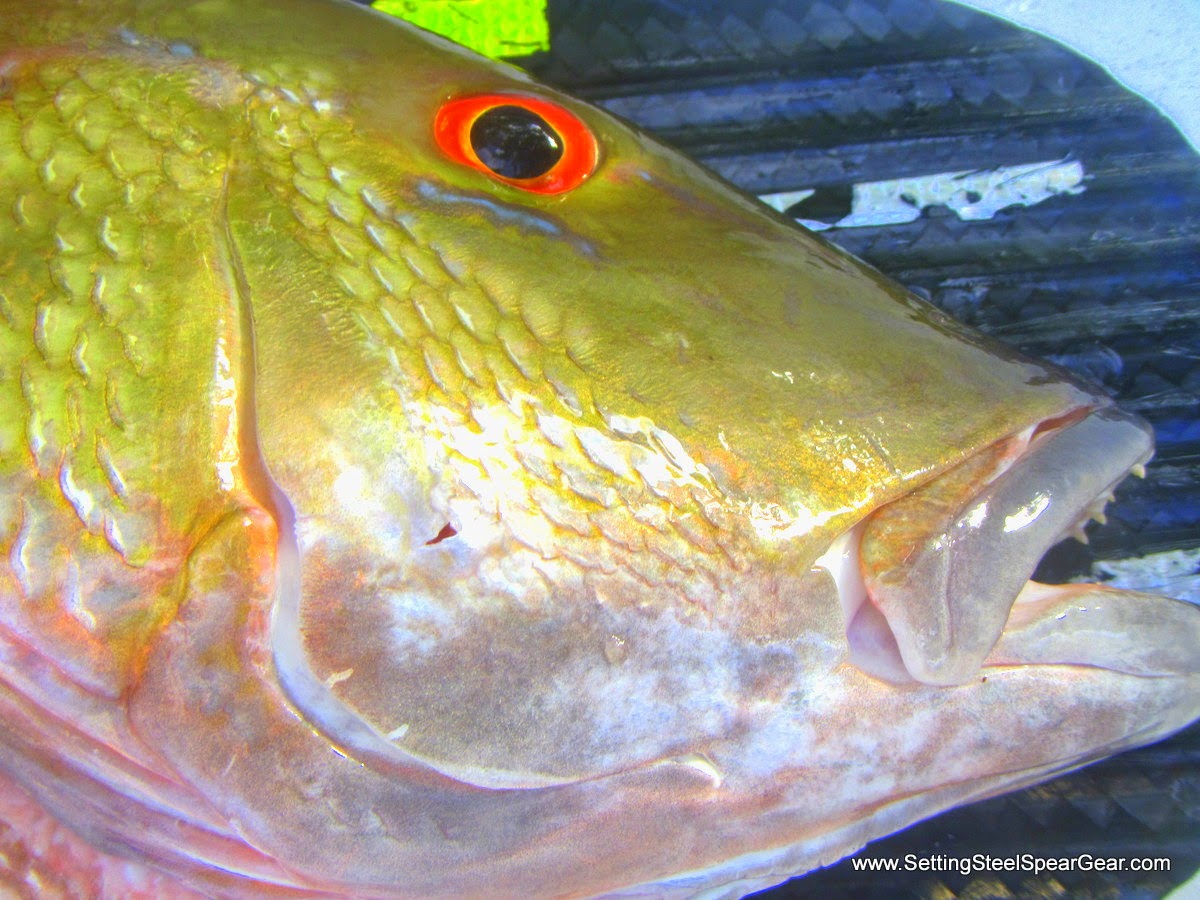 SettingSteel Spearfishing: How to: SPEARFISHING MUTTON-characteristics ...