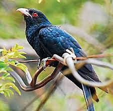 Birds beautiful hd wallpapers 2014: koyal beautiful wallpapers