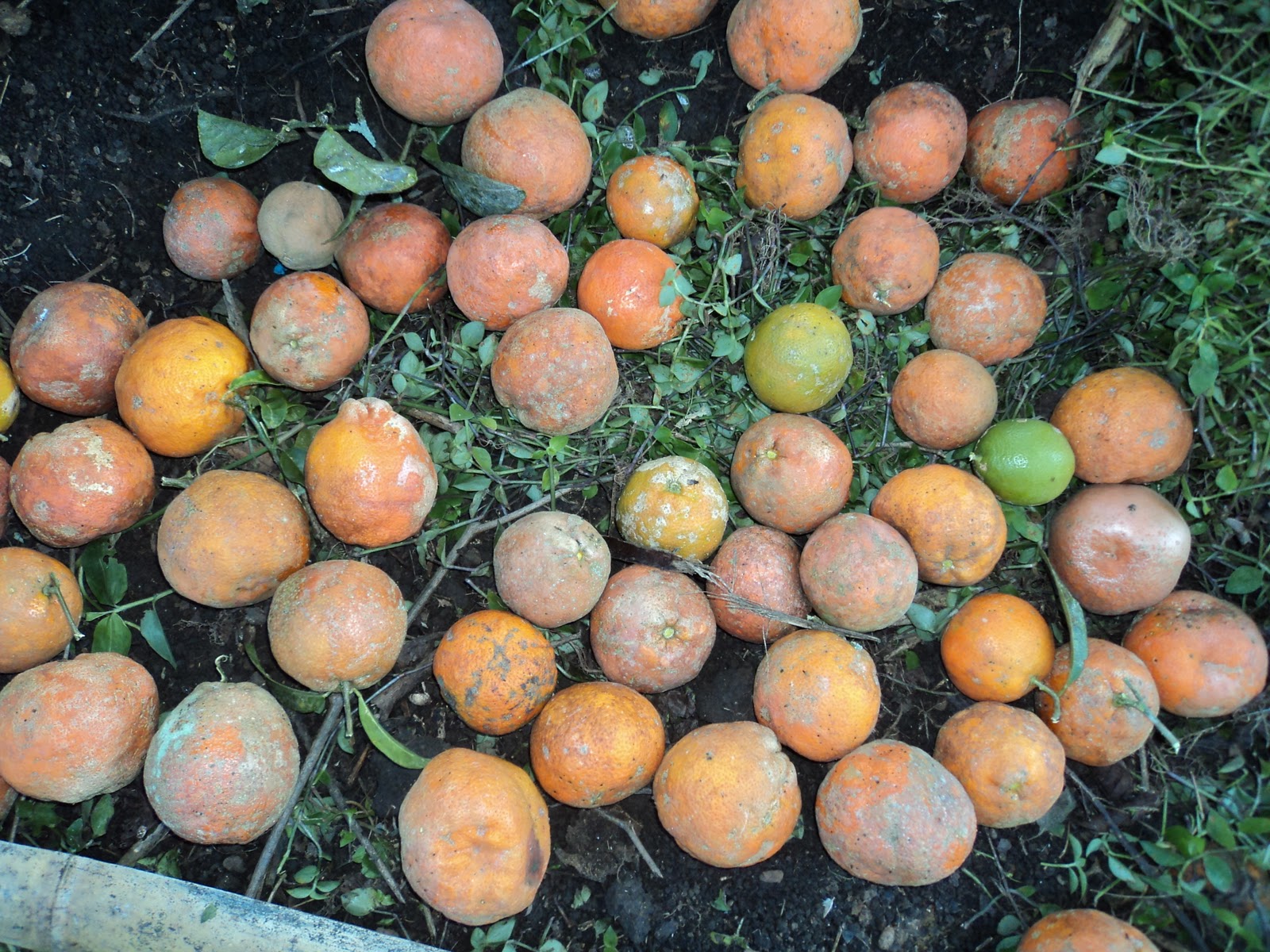 CAFÉ DINASTÍA S.A.S: MOHO LIMON