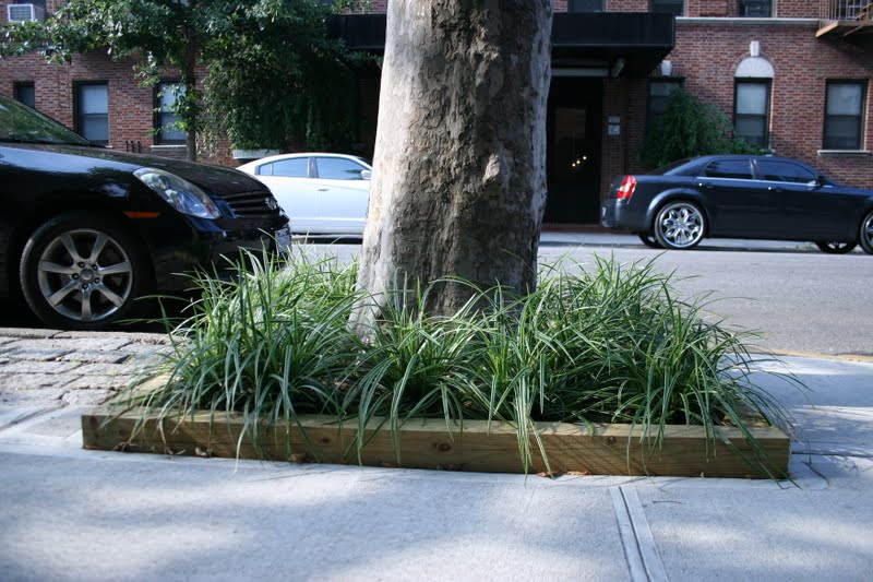 GreenZone Landscape Design: Brooklyn Tree Pit Becomes A Small Urban Garden