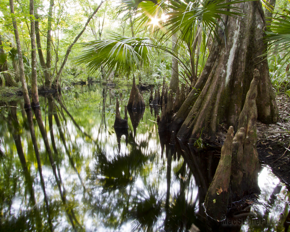Mac Stone Photography Blog: Green Swamp