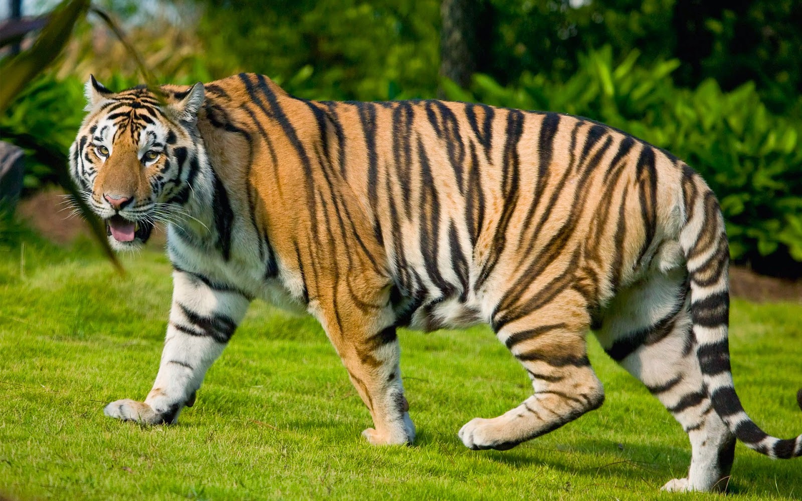 Bengal Tiger HD Wallpapers 2015 Free HD Wallpapers Download