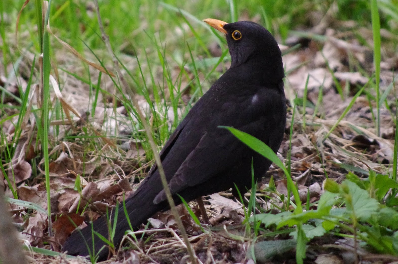 Il merlo, l'uccello canterino che cambia continuamente casa