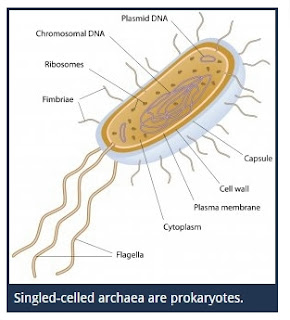 101 Proofs For God: #95 Archaea
