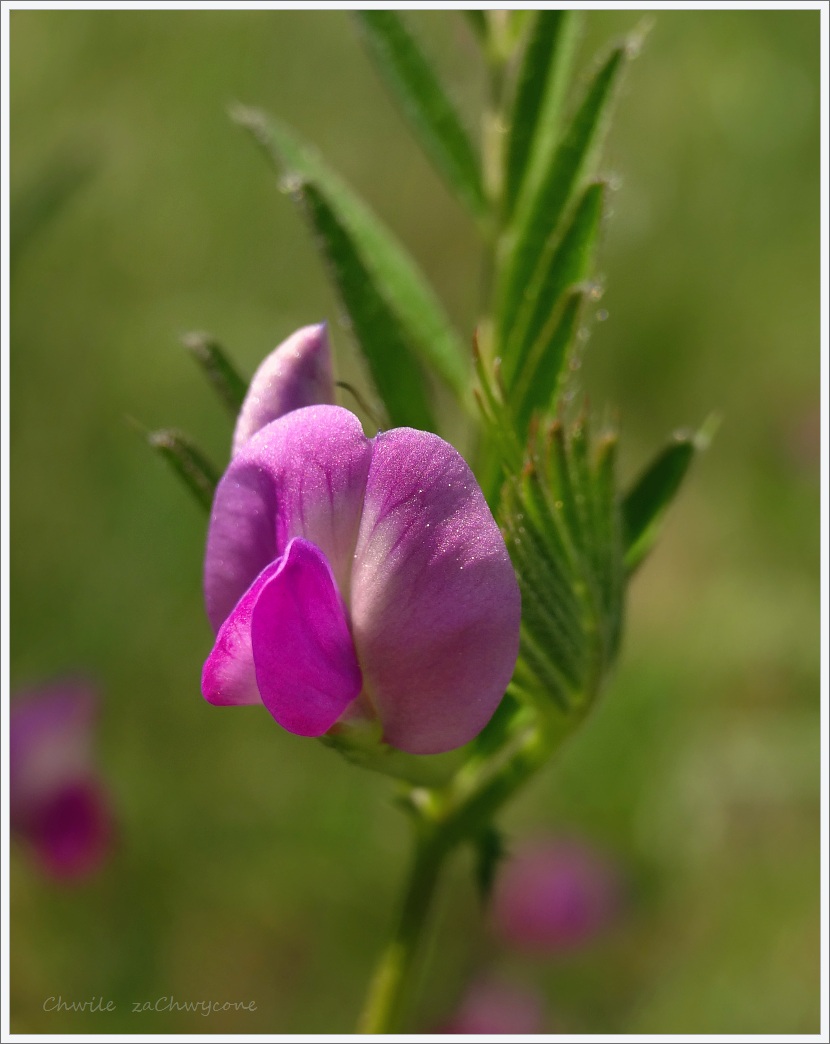 Chwile zaChwycone: Wyka wąskolistna