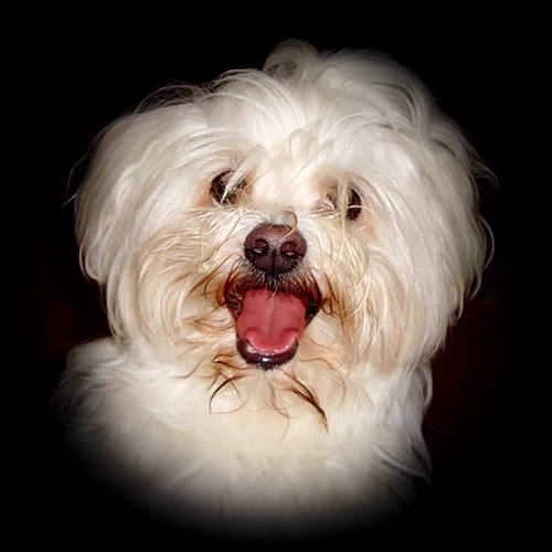 APRENDER A PROGRAMAR CON PYTHON: 2016