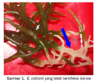 \ Ice-Ice pada Rumput Laut