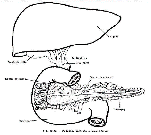 Plantando Ciência: Sistema Digestório