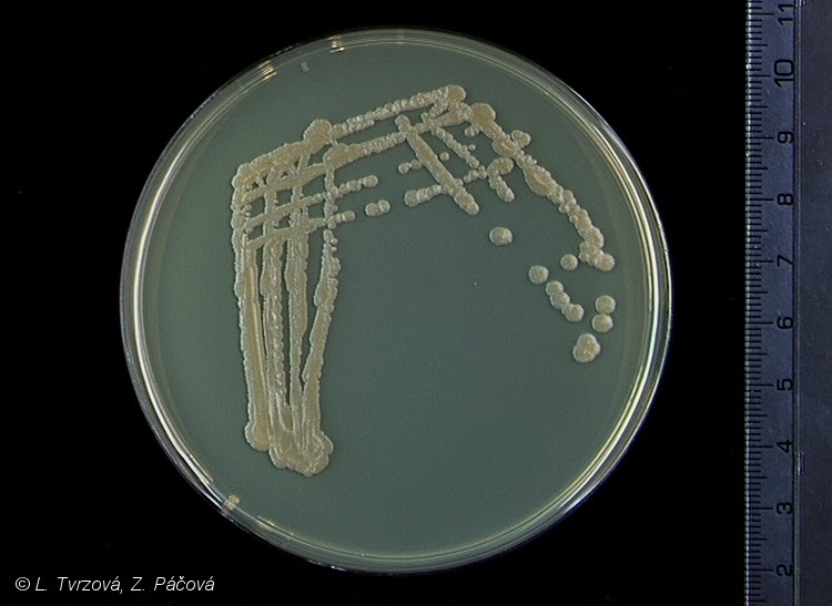 MICRO: Brevibacillus laterosporus