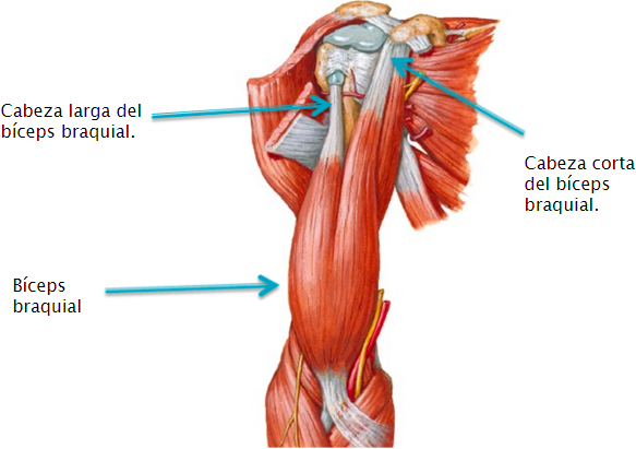 Futura Fisioterapeuta: BÍCEPS BRAQUIAL: