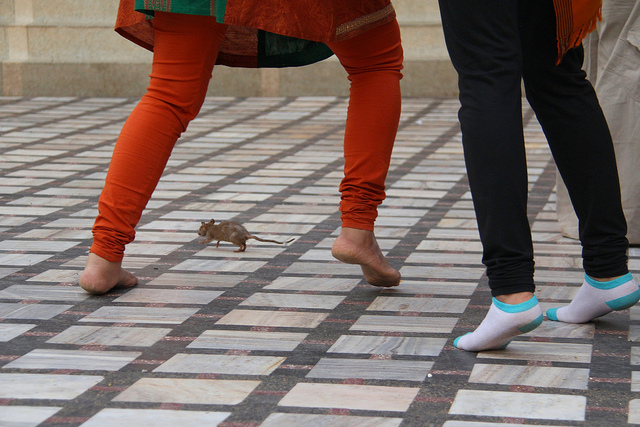 The Holy Rats of Karni Mata | The Ark In Space