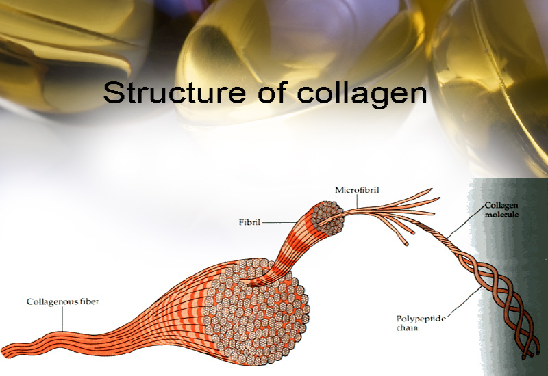 Колаген Collagen Колаген Видове колаген