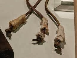 Cristãos em Cena: Pesquisa Bíblica - 5 - O Açoite