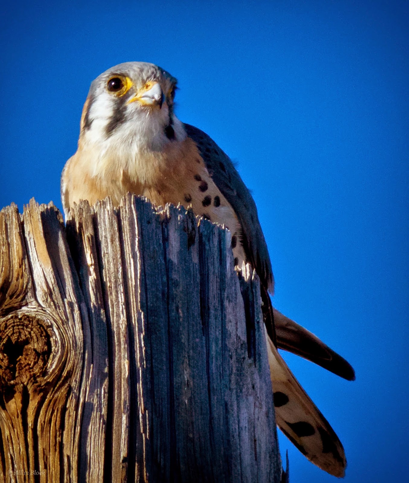 Feather Tailed Stories: American Kestrel