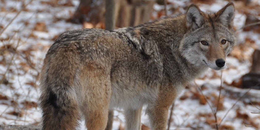 White Wolf : Coywolves are Taking Over Eastern North America