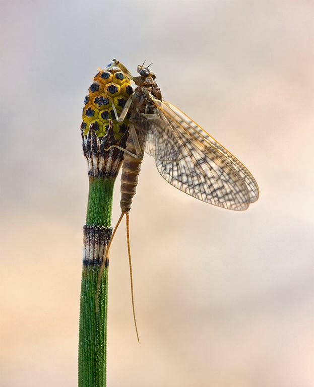Where Five Valleys Meet: The Poignant Dance of the Mayflies