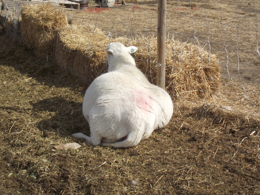 Win D Acres Savanna and Commercial Goats