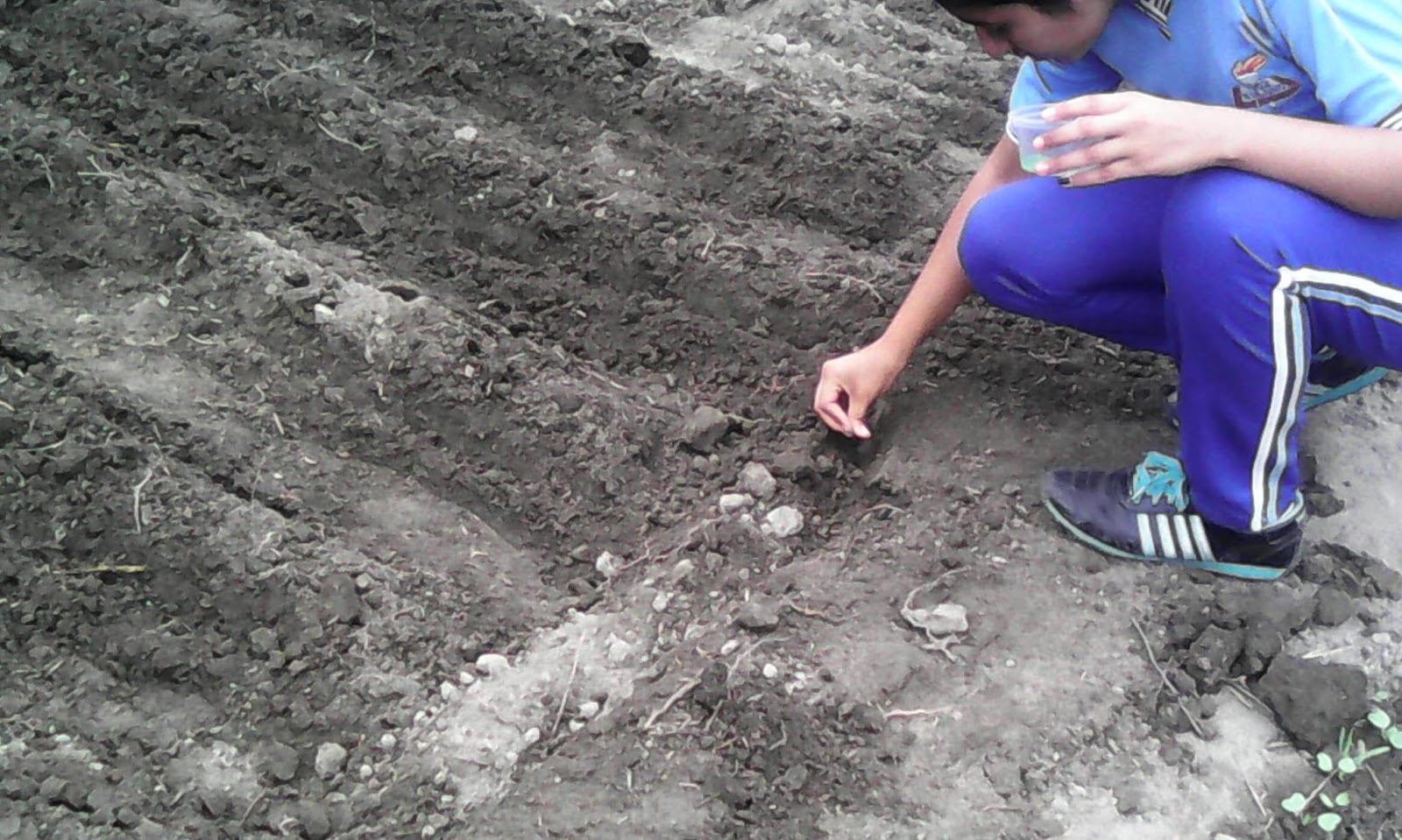 APRENDIENDO SIN LIMITES: PROCESO DE SIEMBRA DE RABANO