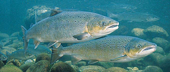 Old European culture: Fishes