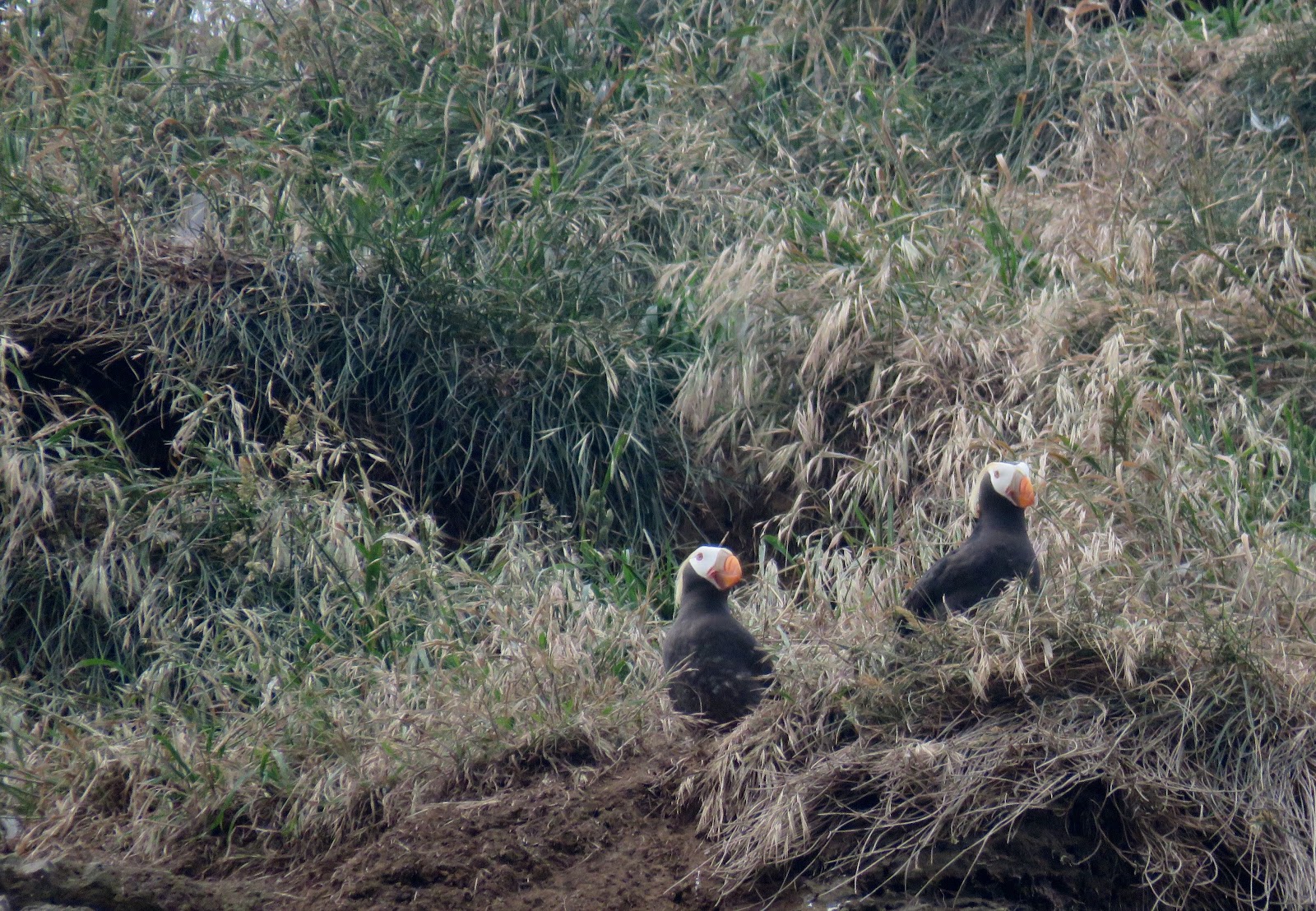 Winds of Destiny - RVLife: Low Tide at Haystack Rock, 6/21/2016
