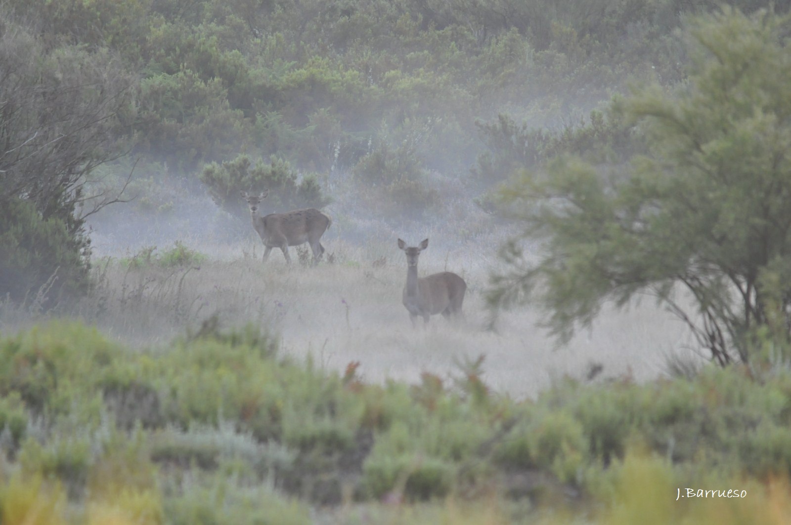 De paseo por la naturaleza: Las ciervas. Más importantes de lo que ...