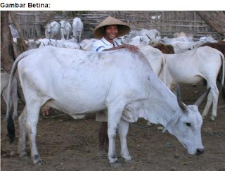 Dasar dasar ternak: Sapi Sumbawa