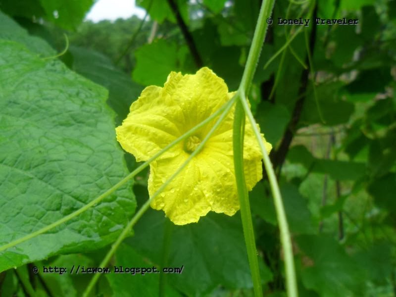 Jhinga Ful(ঝিঙে ফুল) - Luffa acutangula