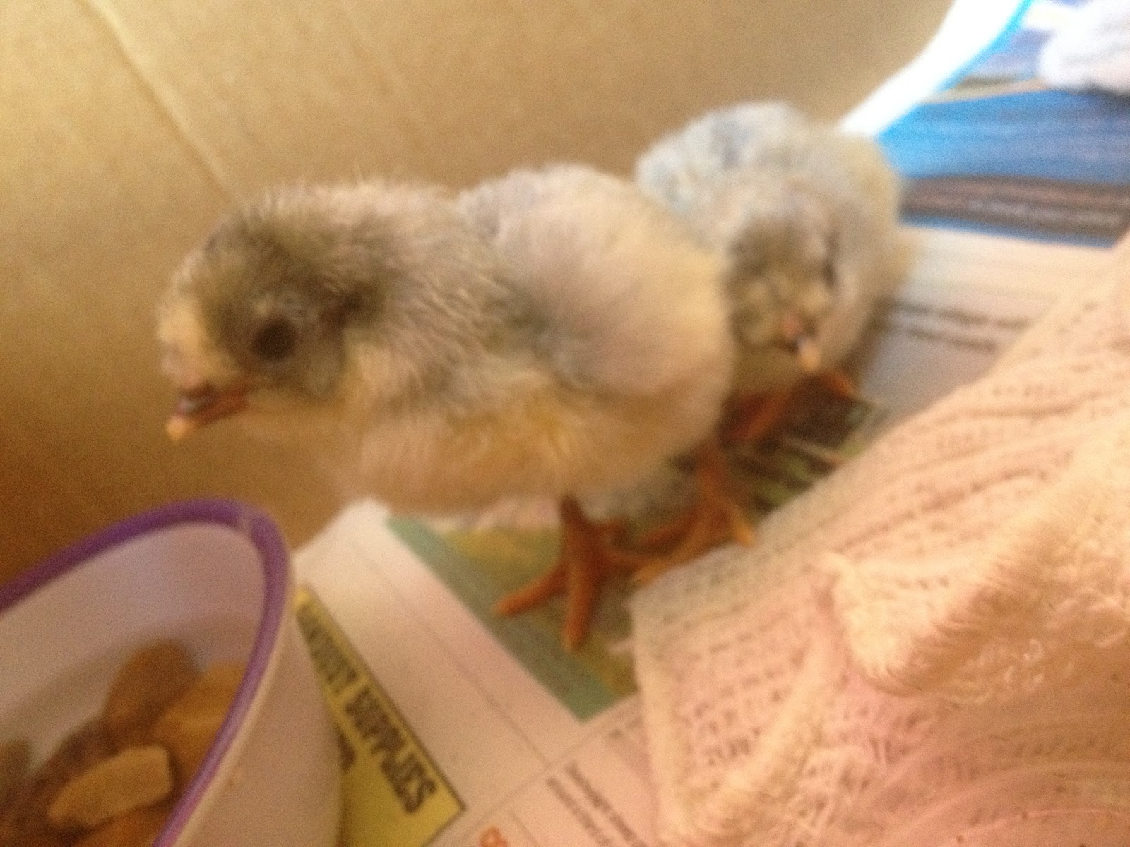 Redborne School Farm: Hatching Chicks...