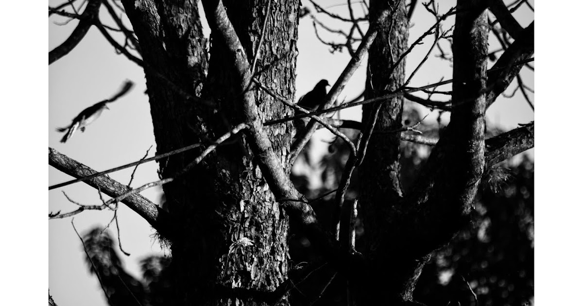 Marcelo Guimarães Lima