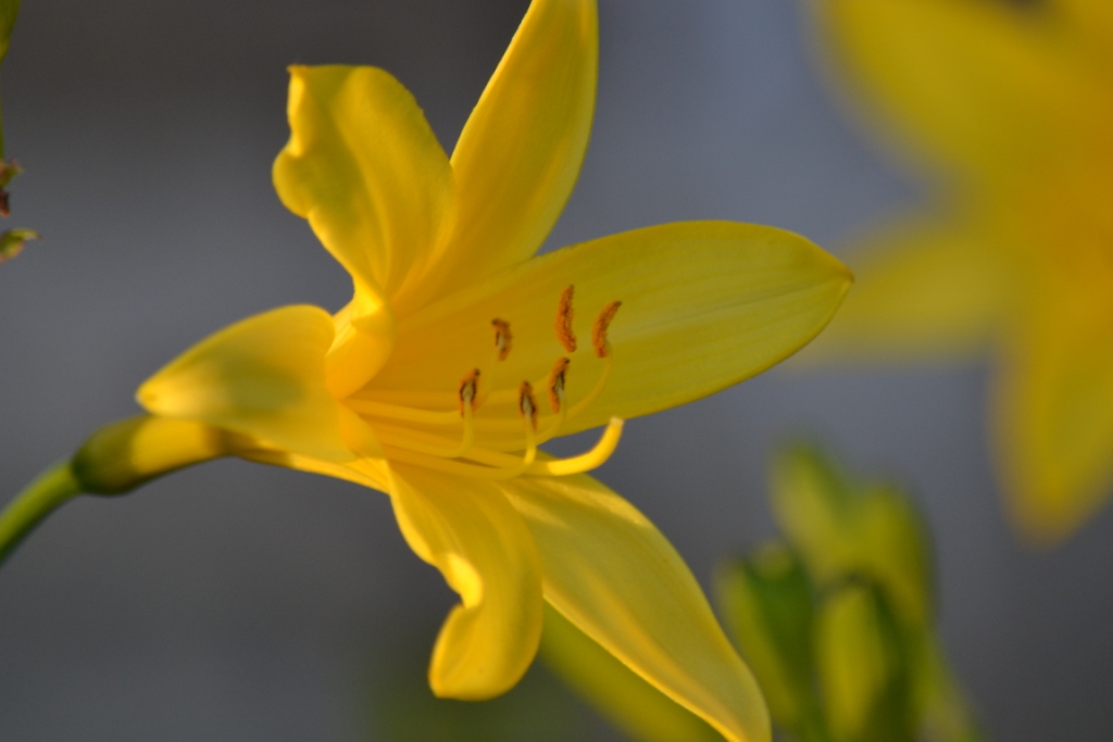 Den gamle skolen: Flowers in my garden just now