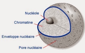 La cellule | Récap' IDE