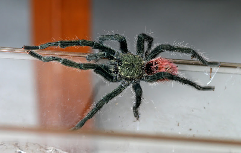 Uncle Tarantula: Peruvian Flame Rump