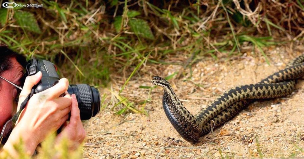 Matt's Photos: Dance of the Adders: 2014