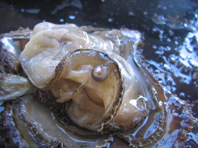 Le Souffle En Tavola: LA RUTA DE OSTRA Y LA PERLA