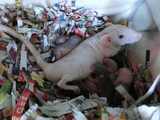 Nau speak: Baby Rat Growth & Development Part 1: the first 10 days