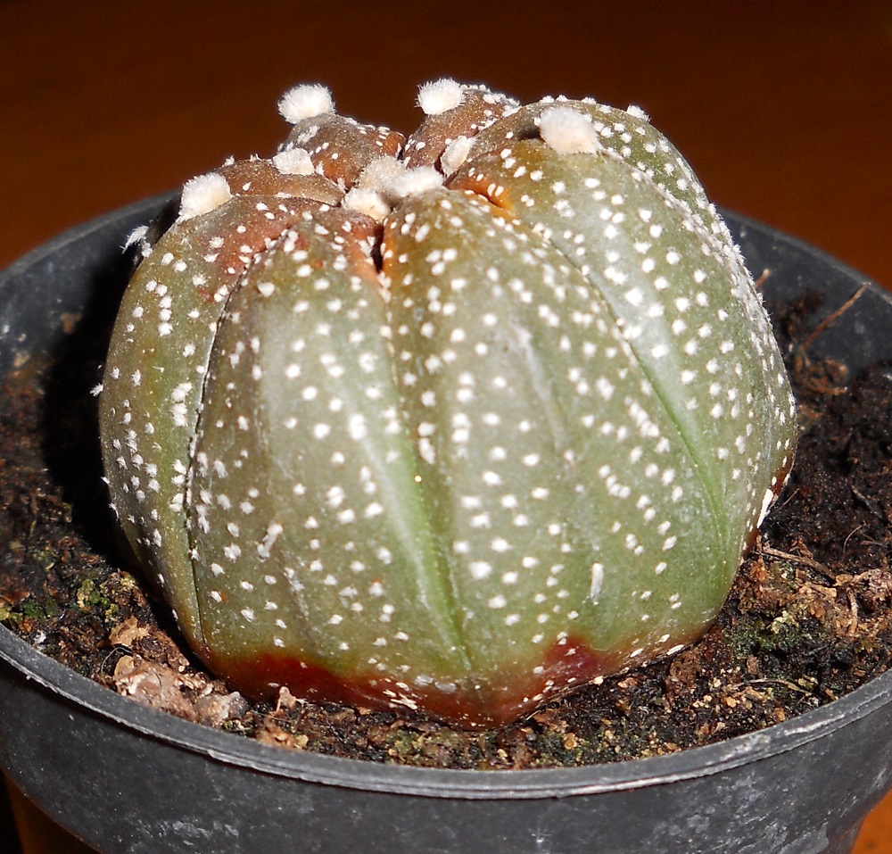 Plantas para hombres: cactus