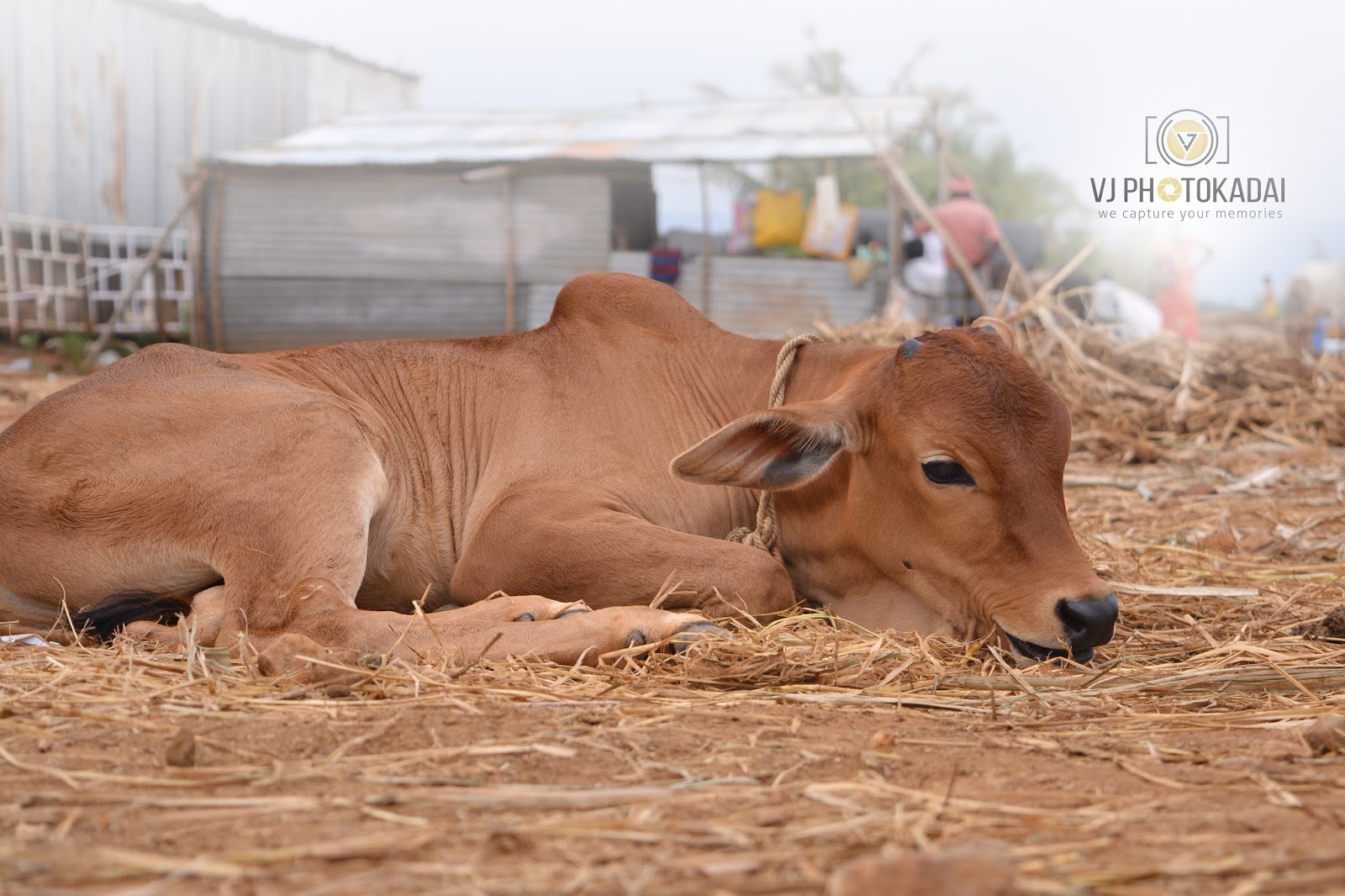 Vj Photo Kadai Tamil Nadu Cattle Breeds Naatu Maadu An Quick Review 