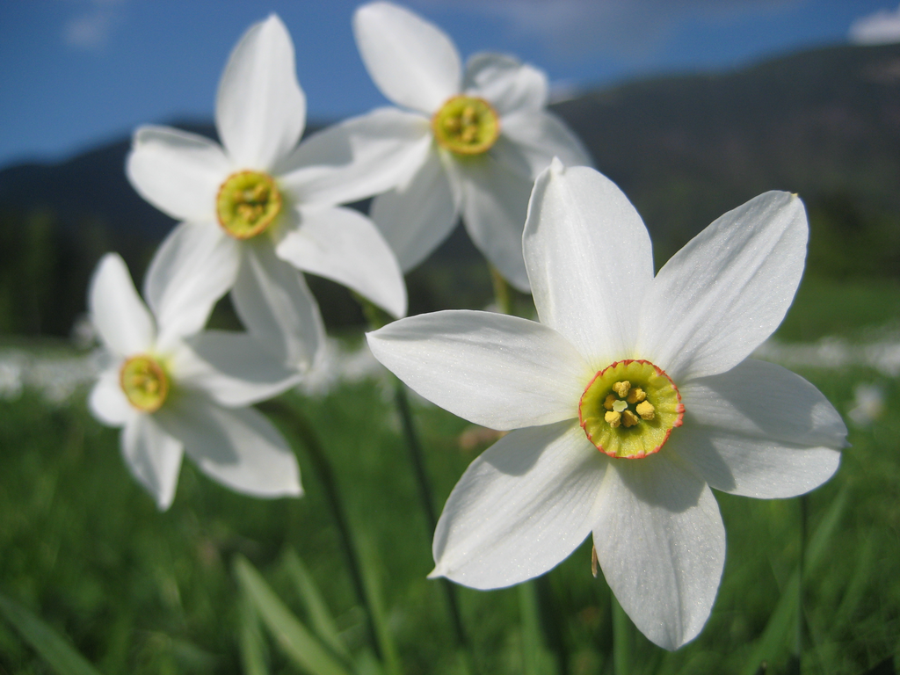 Flori de Aprilie: Narcise