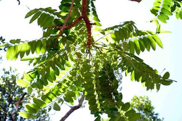 Alquimia das Árvores: Cedro – Cedar – Arbor Vitae