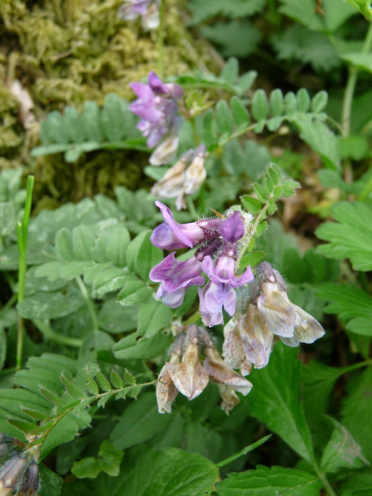 The Flora of Hutton Roof : Vicia sepium (Bush Vetch)