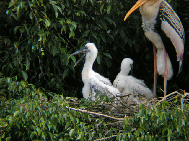 A Malaysian Birder: Painted Stork: Records from the Past for Putrajaya ...