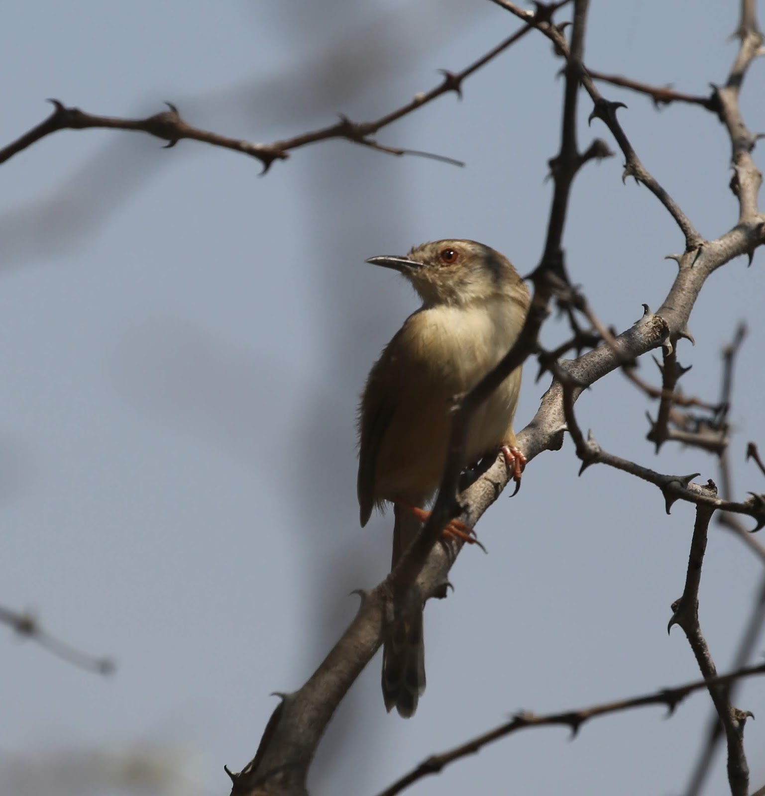 Worldbirder: Clare & Rowan's Africa trip!