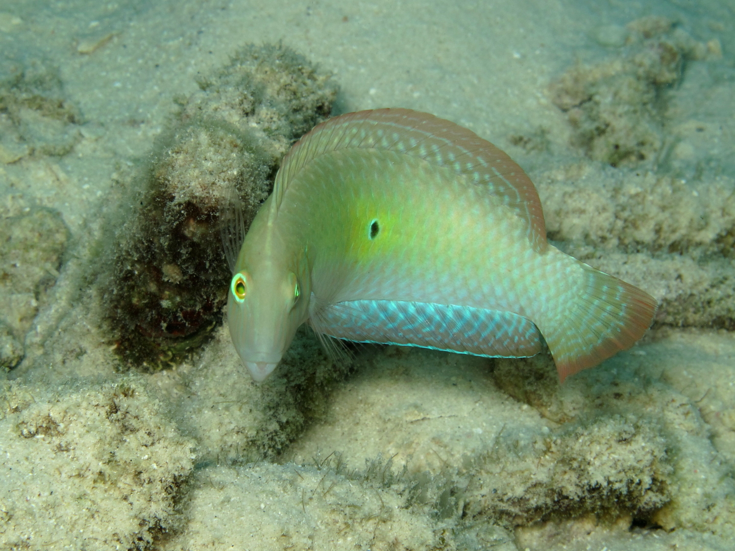 Rambling Jill: Razorfish