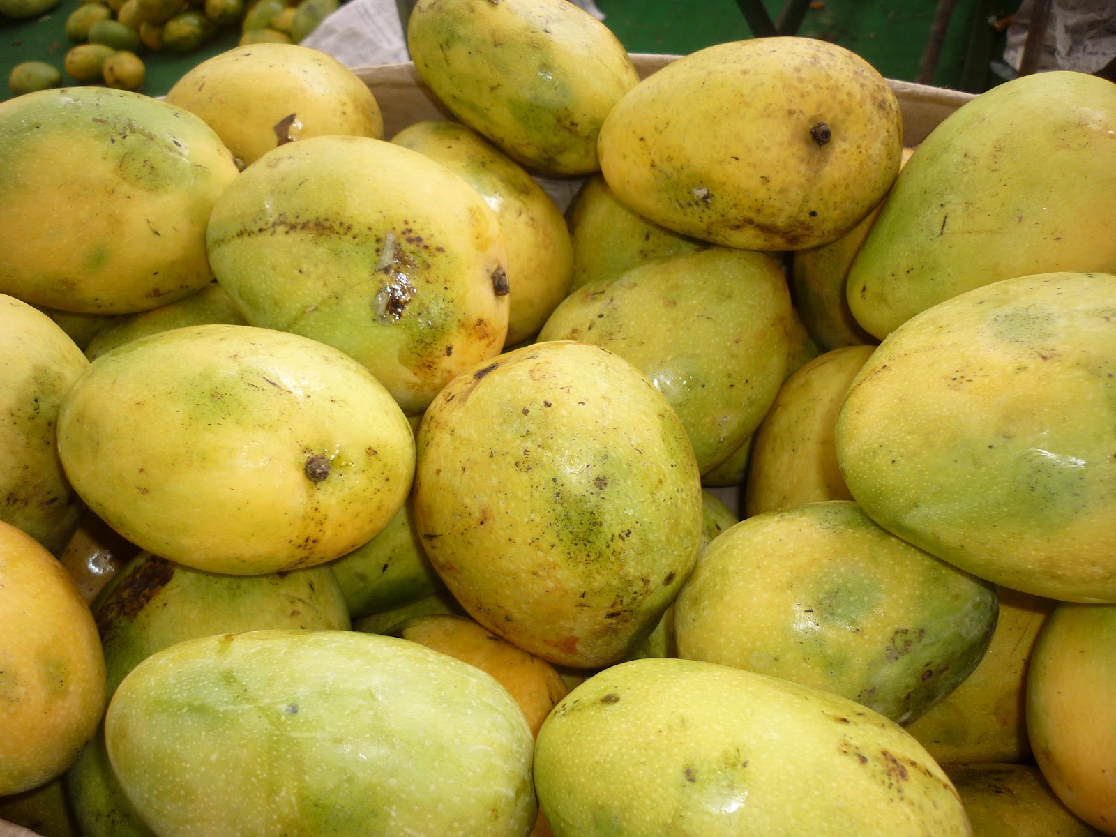 WINDOW OF KNOWLEDGE: MANGO FEST IN THIRUVANANTHAPURAM