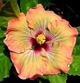 Hibiscus/Joba flower_023