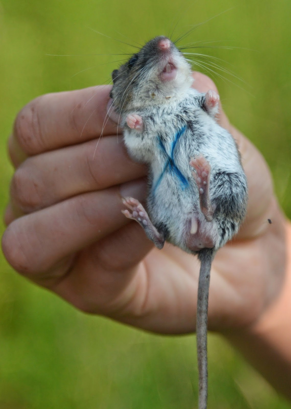 Backyard Beasts: Small Mammal Trapping: Techniques for safe capture