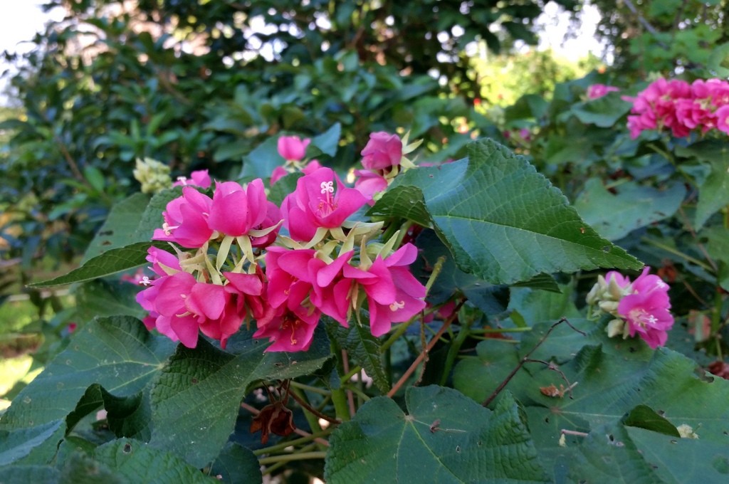 Life Goes Better with Plants : Dombeya x 'Seminole' Loves the Heat