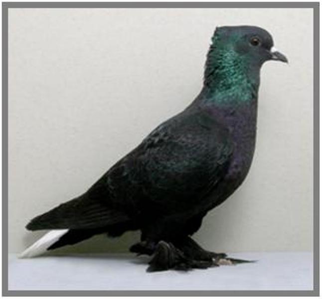 Aargau Peak Crested | BD PIGEONS