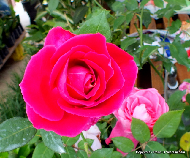 Images of Sri Lanka on blogspot.com: Roses, Waters Edge, Colombo, Sri ...